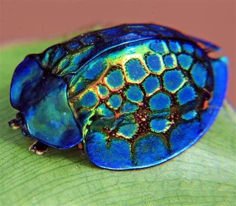 Corn Flea Beetle Identification Life Cycle Facts And Pictures