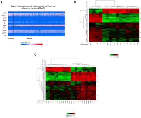 A Plot Heatmap Showing The Gene Expression Profile Of Degs In Both