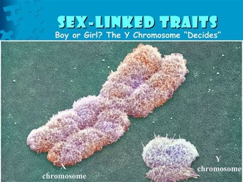Sex Limited Traits And Sex Influenced Traits Pptx Genetics Science