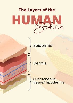 Free Editable Printable Anatomy Poster Templates Canva