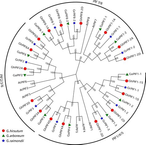 Phylogenetic Analysis Of Pifs From Arabidopsis And Gossypium The Download Scientific Diagram