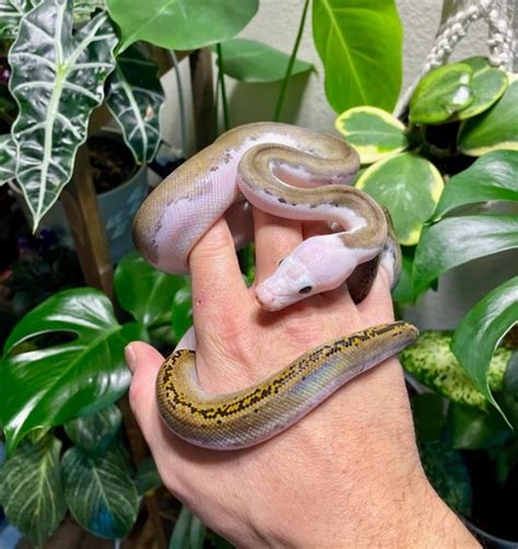Pied Het Purple Reticulated Python By Revered Retics Pied Het Purple Reticulated Python By Revered Retics