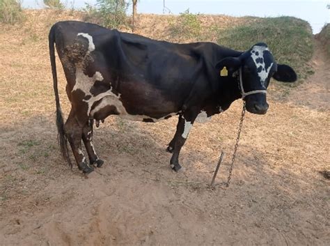 Cattle Object Detection Dataset And Pre Trained Model By Noobie