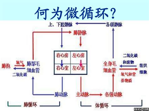 微循环与健康word文档在线阅读与下载无忧文档