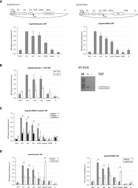R Loops Form Over Transfected Gene Constructs And Depend On Download Scientific Diagram