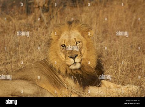 Male African Lion Stock Photo Alamy