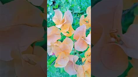 Borganvila Flower බෝගන්විලා මල් Nature Yellow Orange Naturesecret Youtube