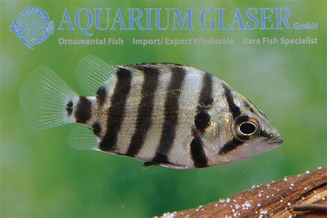Datnioides Polota Aquarium Glaser Gmbh