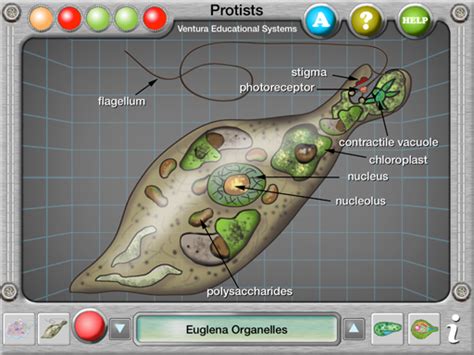 Interactive Protists