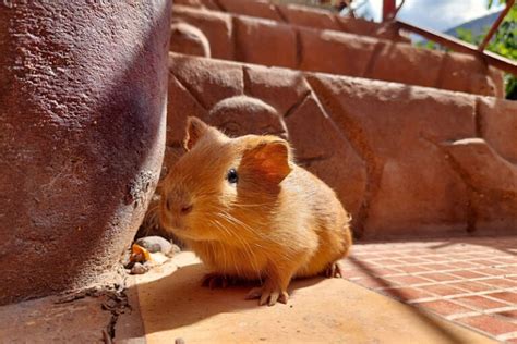 El Cuy Parte De La Tradición Y Gastronomía Del Cusco Viaje En Perú