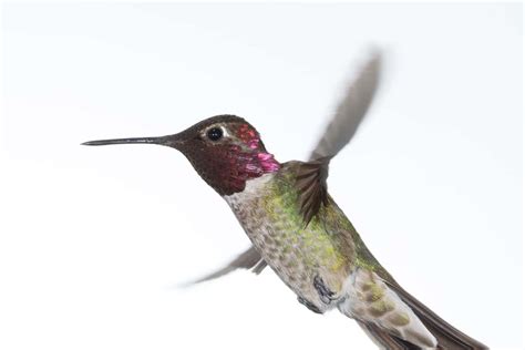 Anatomy Of A Hummingbird Brain Heart Wings And More