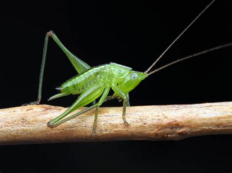 Grasshopper On Branch Symbolizing Resilience And Natures Intricacy