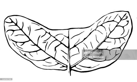 Passiflora Biflora Leaf High Res Vector Graphic Getty Images