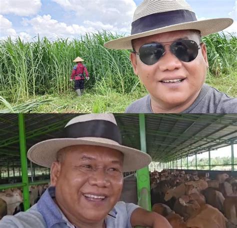 Cara Inovatif Ternak Sapi Artikel Pak Tani