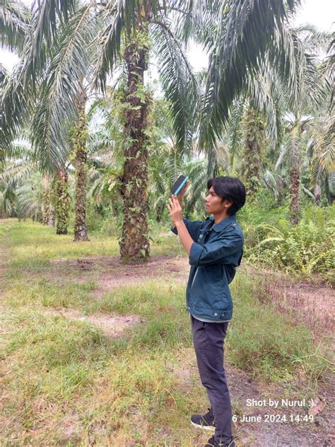 Psad Field Testing Project Validation Palm Fruit Ripeness Detection