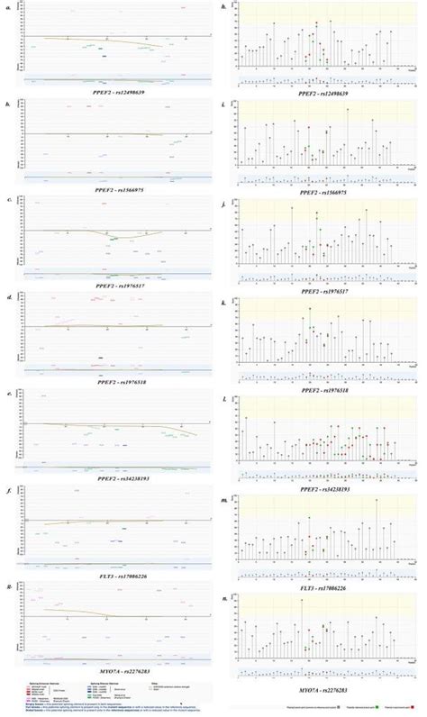 Alteration Of Ese Exonic Splicing Enhancer Or Ess Exonic Splicing Download Scientific