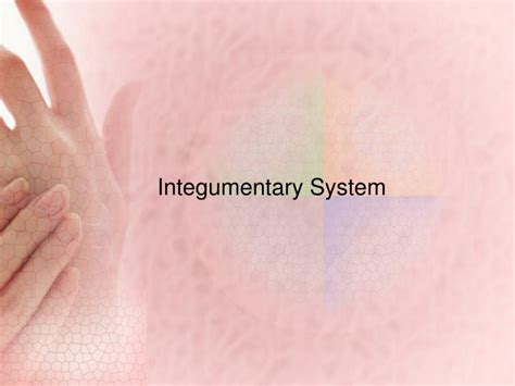 Ppt Integumentary System Powerpoint Presentation Free Download Id