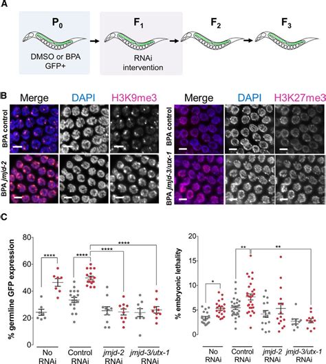 Jmjd 2 And Jmjd 3utx 1 Demethylases Are Required For Bpa Induced