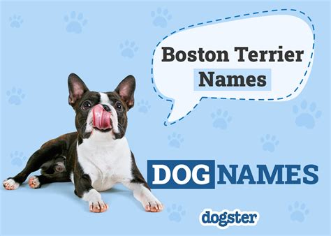 Y Dog Names