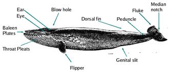 Whale Wikipedia