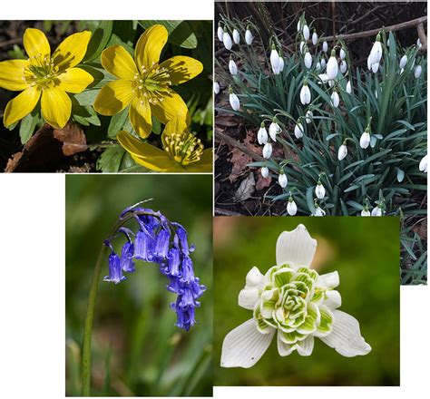 Spring Bulb Collection