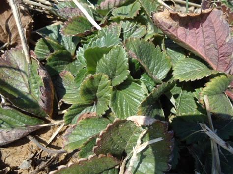 Strawberry Plants Coming Out Of Dormancy Yay
