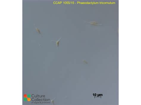 Phaeodactylum Tricornutum