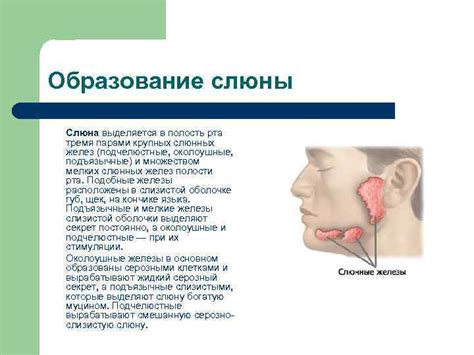 ОБРАЗОВАНИЕ ХИМИЧЕСКИЙ СОСТАВ СЛЮНЫ ФУНКЦИИ СЛЮНЫ СЕКРЕЦИЯ БАВ