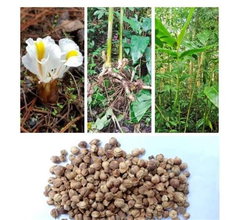 ក្រសួង បរិស្ថាន៖ ដើមក្រវាញមានកម្ពស់ ៣ ៤ម៉ែត្រ ដុះបែកជាគុម្ពរស់បានយូរឆ្នាំ នគរដ្រេហ្គន