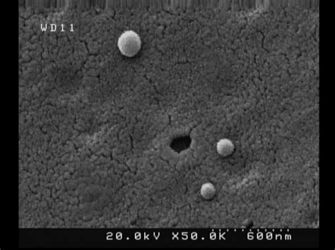 What Are These White Bubbles On The Surface Of The Sem Micrographs Researchgate