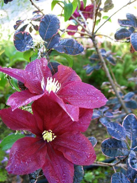 Bonney Lassie Its Only Fair