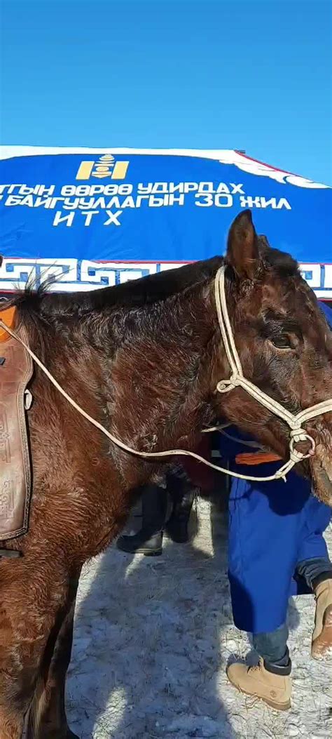 Эр хүний хань хүлэг эрдэнэ гэж сайхан ч юм даа 😍😍🏇🐎🐎🐎 By Морьтон Монгол