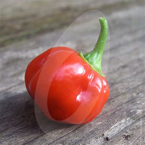 Chilli Pepper Scotch Bonnet Red Seeds Quality Seeds From Sow Seeds Ltd