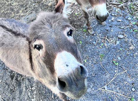 Miniature Donkeys