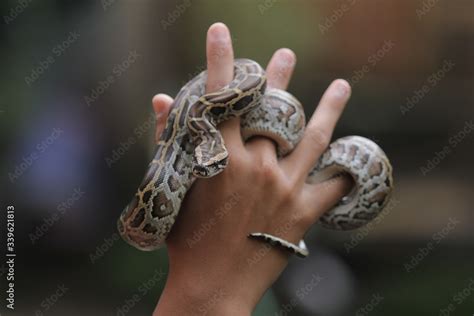 Photo And Art Print Python Molurus Is A Large Nonvenomous Python Species Native To Tropical And