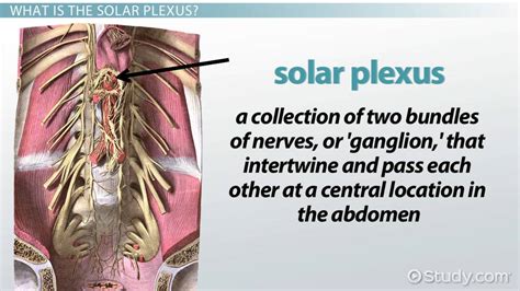 Solar Plexus Anatomy Location And Function Lesson