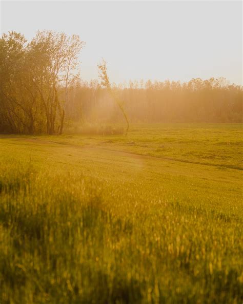 무료 사진 푸른 하늘 배경에 카모마일 꽃 초원에 진한 빨간색 아편 양 귀 비
