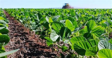 El Campo En Su Laberinto Cómo Avanzará El Sector Entre La Crisis Cambiaria La Sequía Y El Año