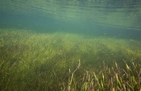 Seagrass Meadow Florida Keys National Marine Sanctuary