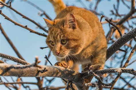 노란 눈과 분홍색 코를 가진 아름다운 밝은 빨간 고양이가 겨울에 흰 눈과 서리가있는 나무에 있습니다 겨울에 대한 스톡 사진 및 기타 이미지 Istock