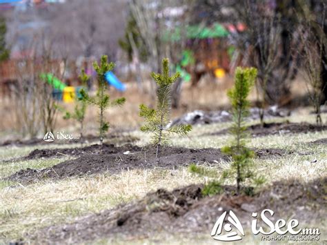 ФОТО “Тэрбум мод” үндэсний хөдөлгөөний хүрээнд “Монгол Солонгосын нөхөрлөлийн ой” цэцэрлэгт