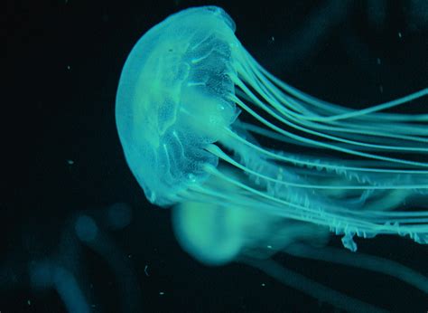 Bioluminescent Animals