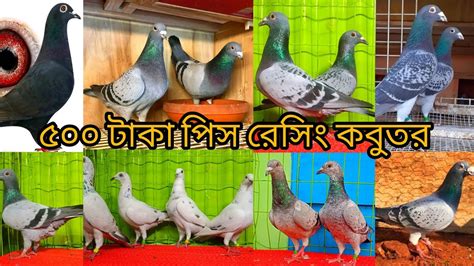 সবচেয়ে কম দামে রেসিং কবুতর কিনুন সবজি মাখছি মিলি কালোঅরজিনাল