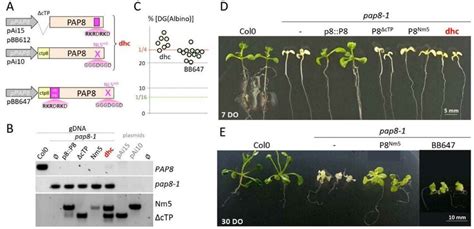 The Region With The Predicted Nls Provides Functions In Addition To The Download Scientific