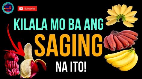 Saging O Banana Ibat Ibang Uri Ng Saging Healthy Info Ang Galing