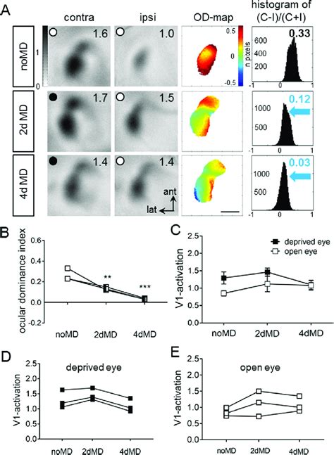 Ocular Dominance Shifts Happen Already After 2 Days Of Monocular Download Scientific Diagram