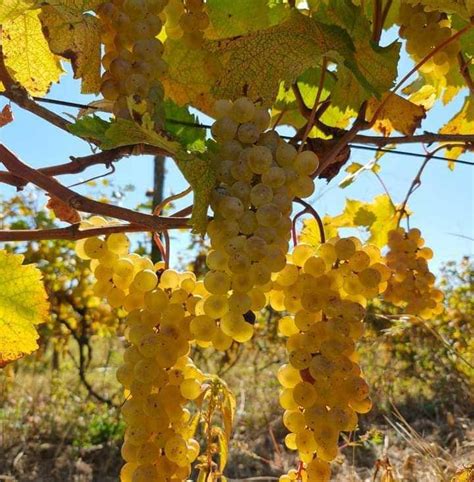 გერმანიაში ტერასულ ვენახებში მოკრეფილი ყურძენი ასე ჩამოაქვთ ქვემოთ😊🍇🍷 ღვინო და ვაზი