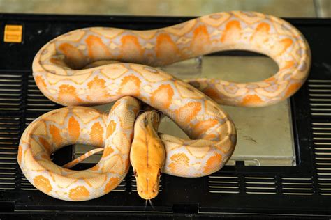 White Python With Exotic Skin Color And Pattern Stock Image Image Of