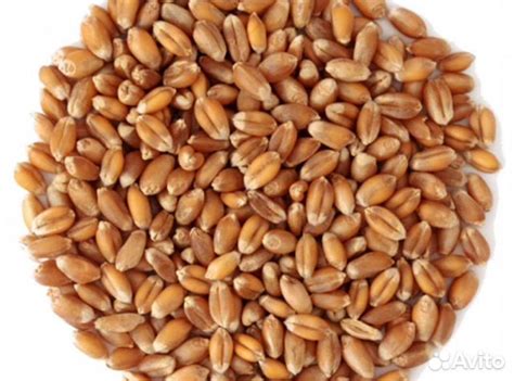 Зерно пшеница ячмень купить в Яшкуле Животные и зоотовары Авито