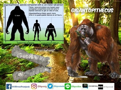 Gigantopithecus Bilaspurensis